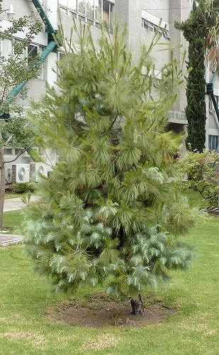 Flora y fauna de Durango: especies representativas