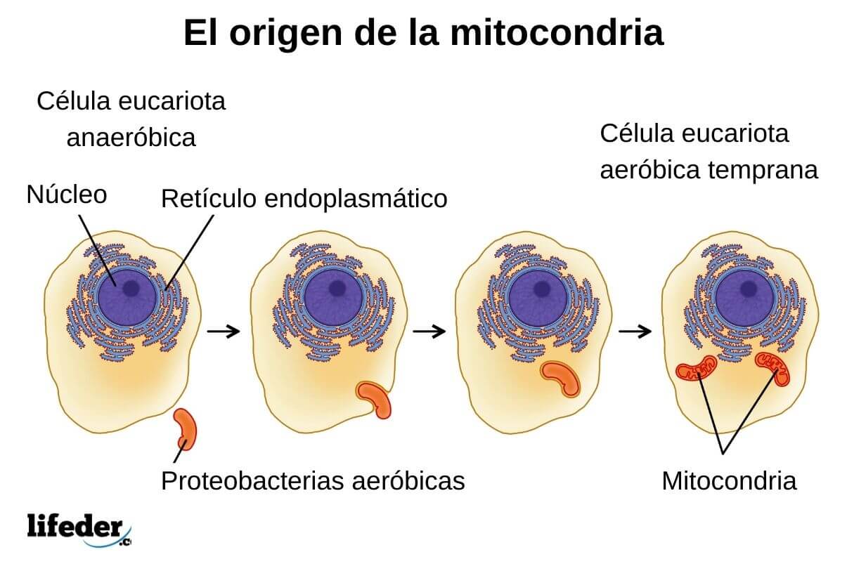 Ciencias Naturales Cuarto Las Historia Y Evolucion De La Celulas Hot ... Ciencias Naturales Cuarto Las Historia Y Evolucion De La Celulas Hot ...