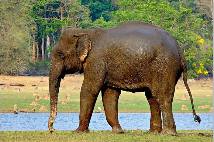 Los 15 animales de Asia más representativos