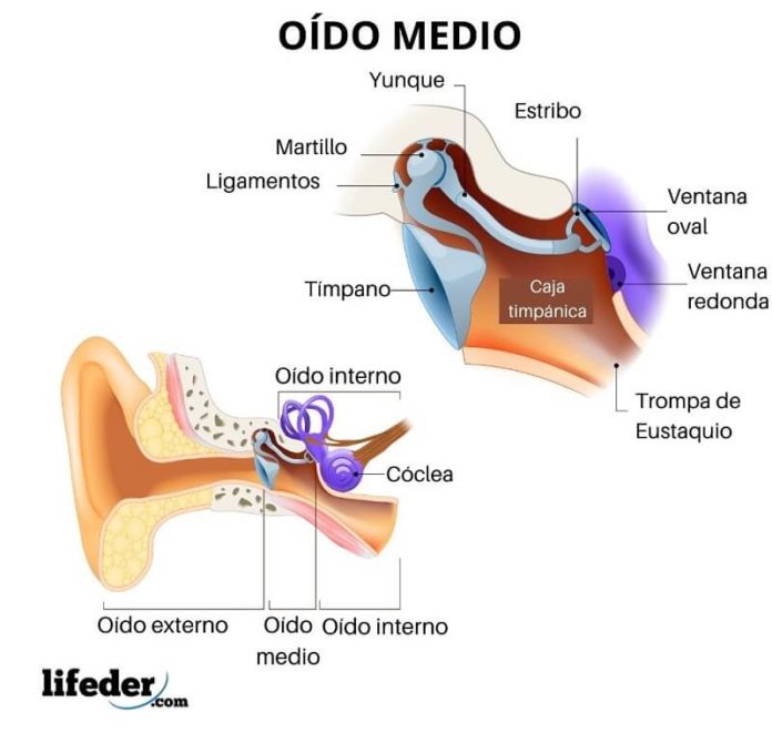La oreja, sus partes y funciones