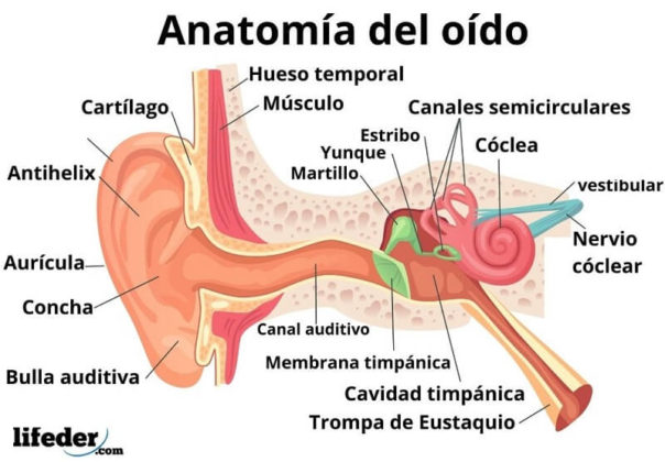 La oreja, sus partes y funciones