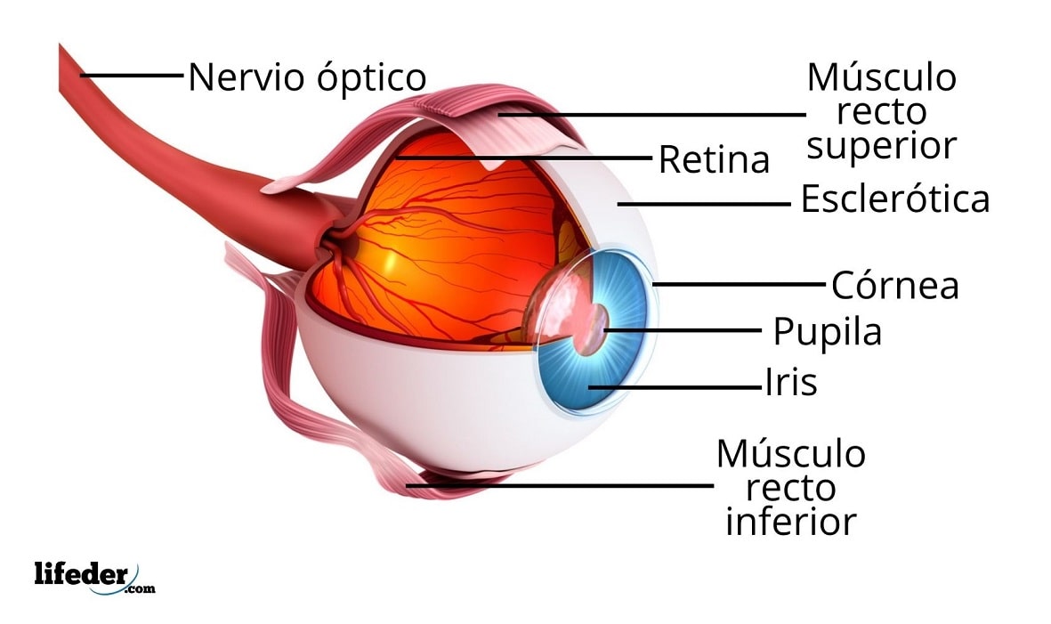 El ojo, partes y funciones