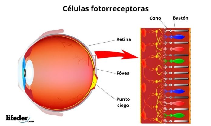 Receptores sensoriales: clasificación, fisiología, características