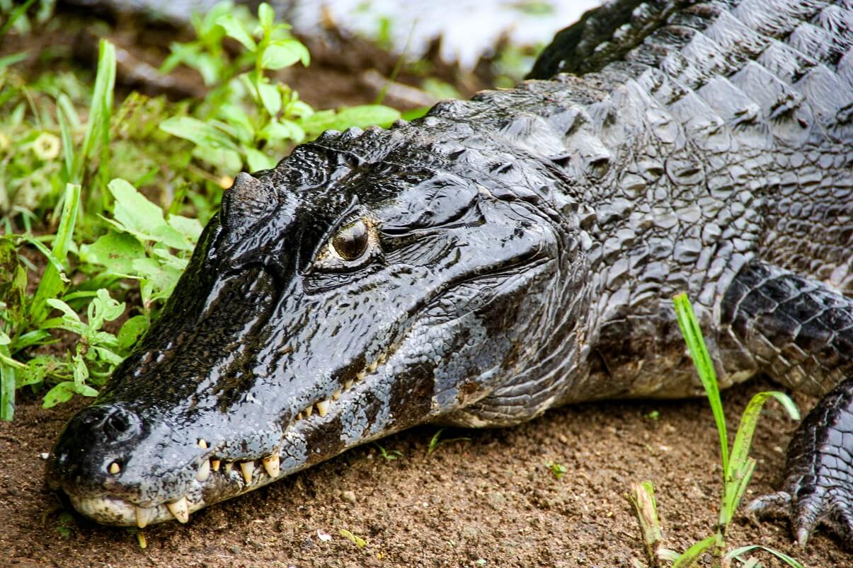 Selva baja: qué es, características, ubicación, fauna, flora