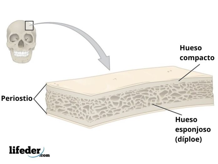 Hueso Compacto Y Hueso Esponjoso: Estructura Y Funciones – IVRCQB