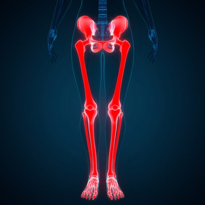 Esqueleto apendicular: funciones y huesos