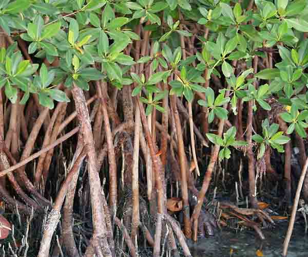 Flora y fauna de Sinaloa: animales y plantas más comunes