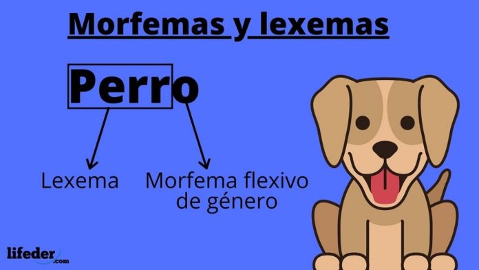 Morfemas: concepto, tipos y ejemplos