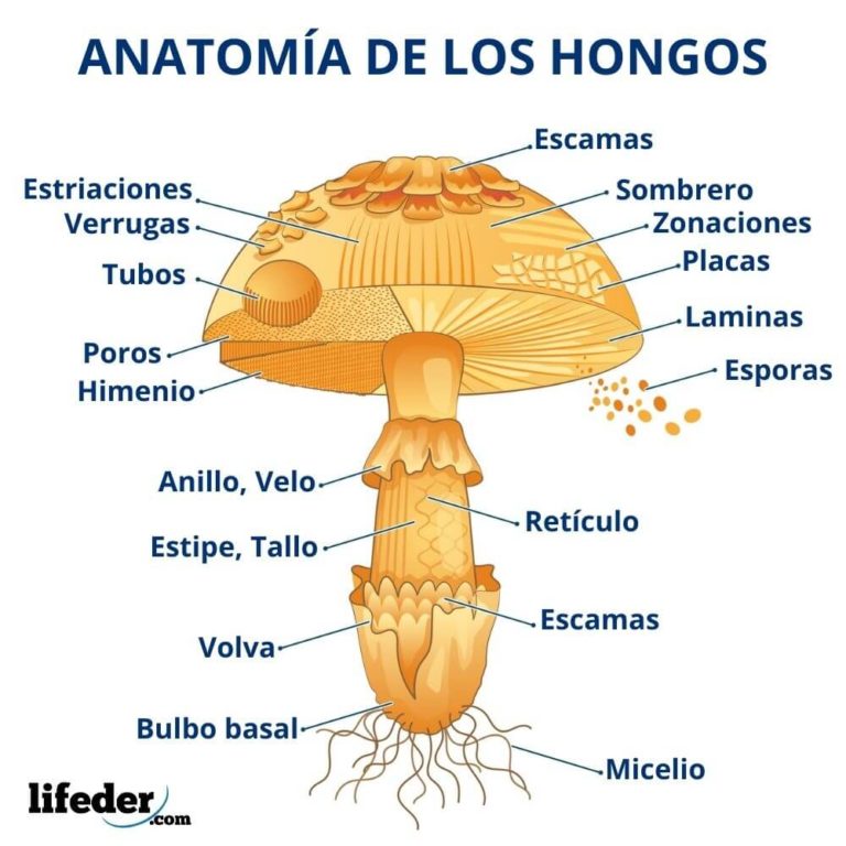 Morfología de los hongos