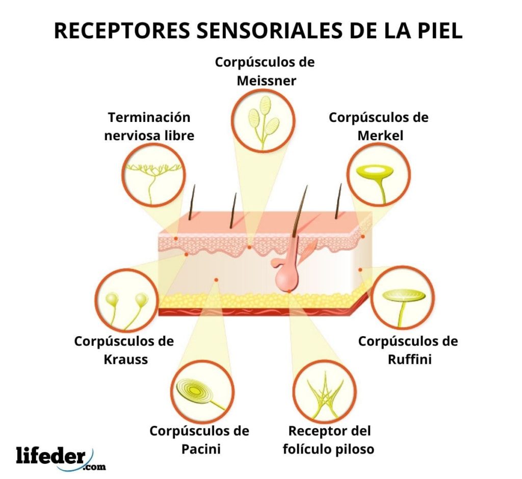 Receptores sensoriales: clasificación, fisiología, características