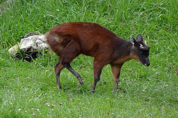 45 Animales en Peligro de Extinción en Perú