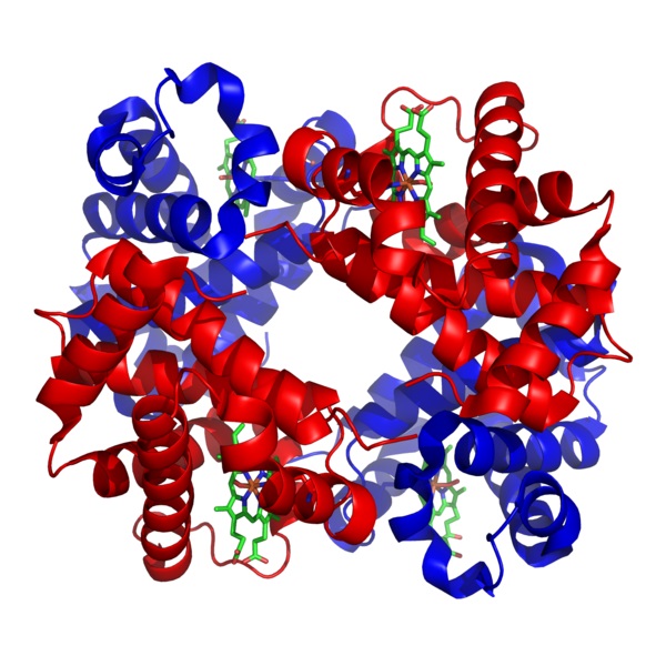 Proteínas globulares: características, estructura, ejemplos
