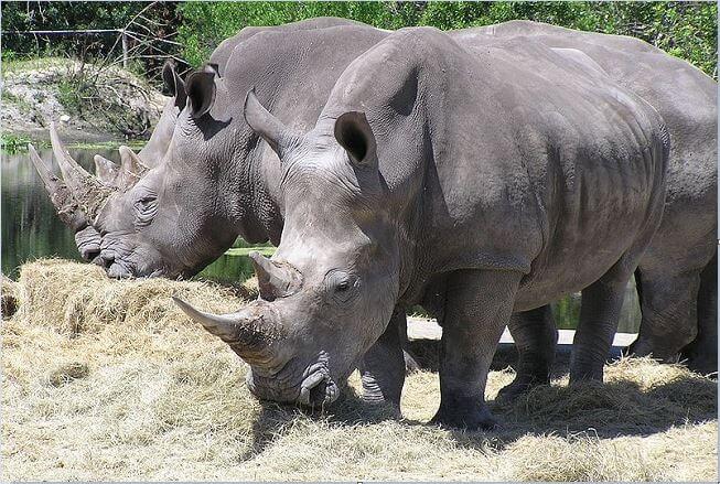 Los 23 animales que empiezan con R más relevantes