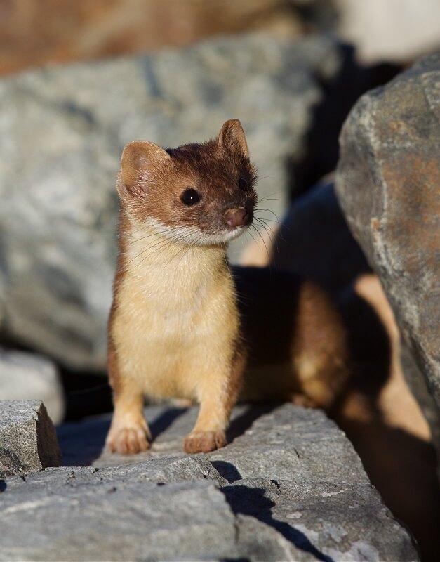 Flora y fauna de la sierra ecuatoriana: especies representativas