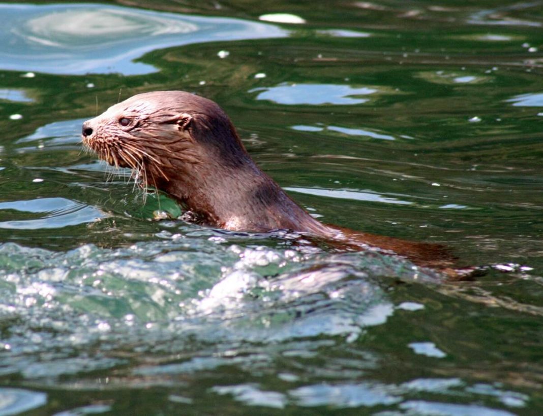 50 animales chilenos y sus características