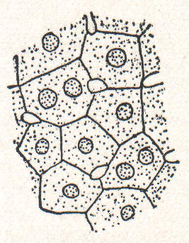 Hepatocitos: función, estructura e histología