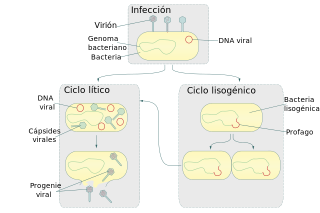 Ciclo lítico: qué es, fases y ejemplos de virus