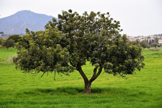 Flora de Piura: las plantas más comunes Flora de Piura: las plantas más comunes
