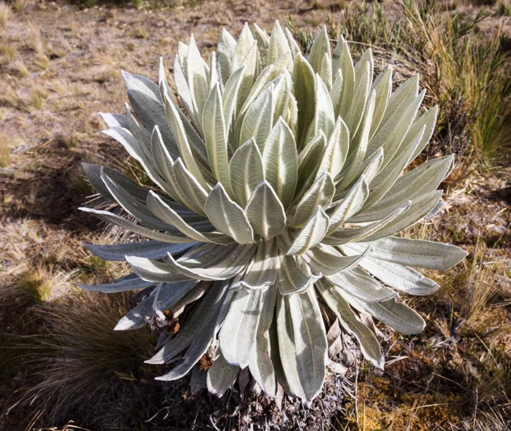 Flora y fauna de la sierra ecuatoriana: especies representativas