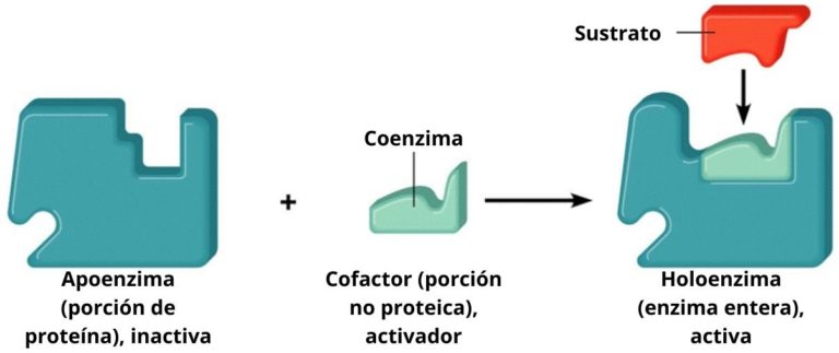 Holoenzima: características, funciones y ejemplos