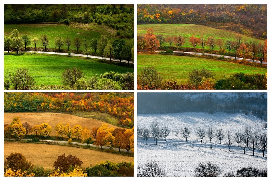 Clima templado: características, tipos, flora, fauna Clima templado: características, tipos, flora, fauna