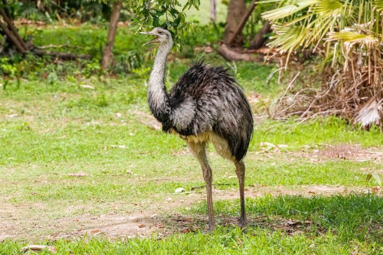 Los 21 Animales de Brasil Más Destacados