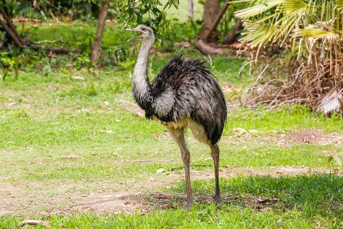 Los 21 Animales de Brasil Más Destacados