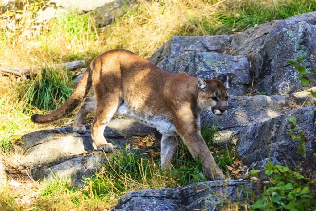 37 animales en peligro de extinción en Chile