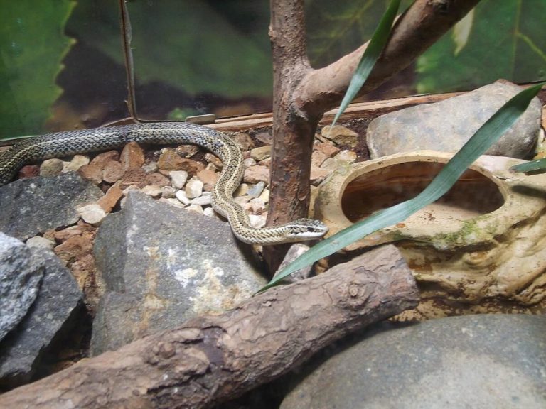 50 animales chilenos y sus características