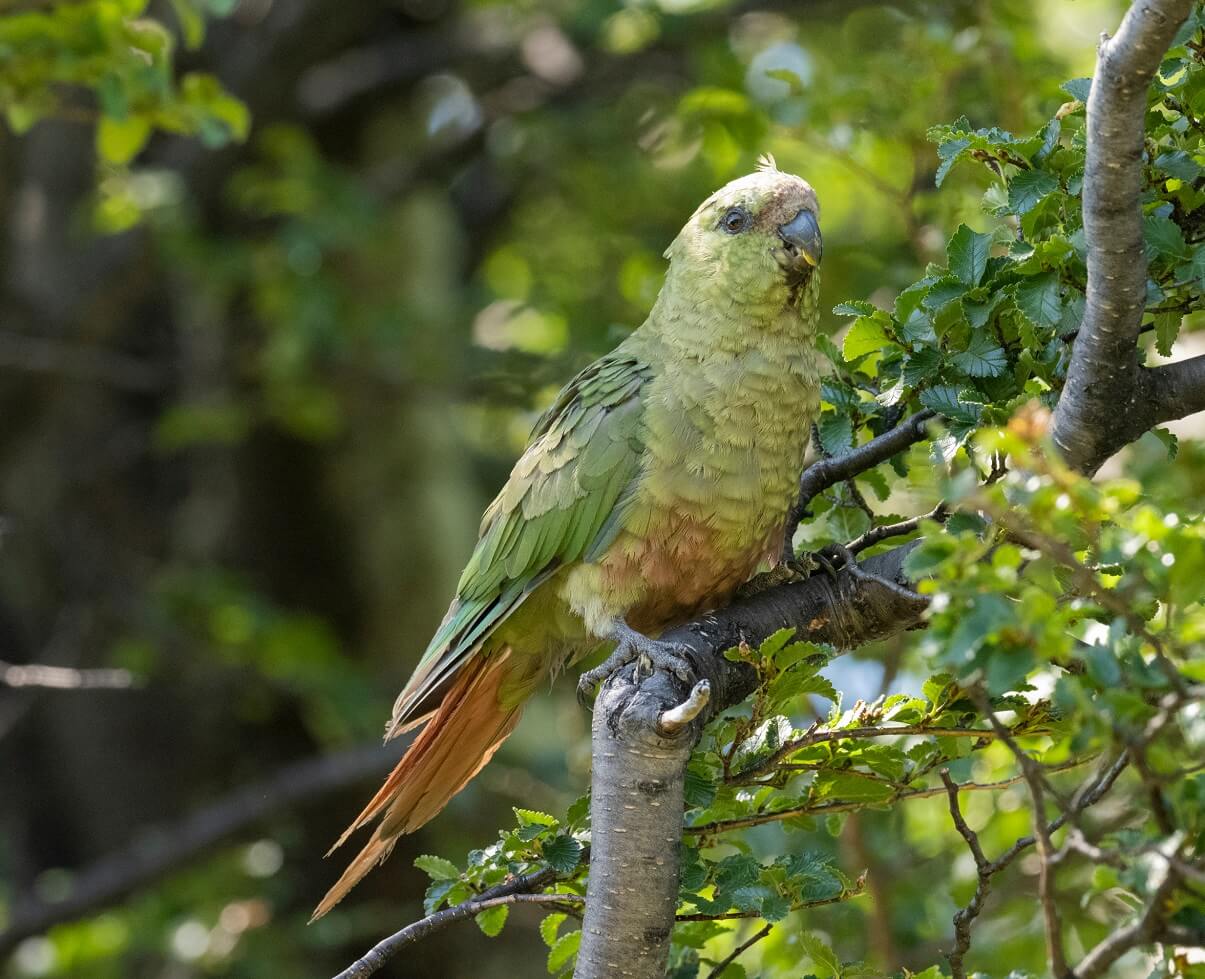 50 animales chilenos y sus características