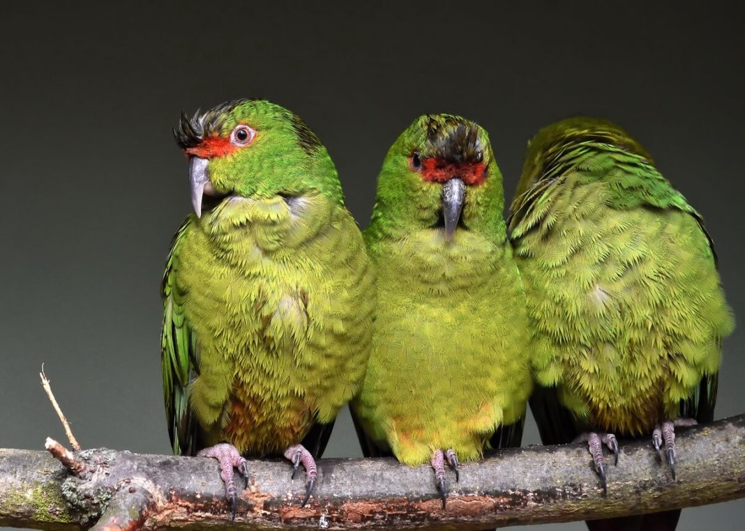 50 animales chilenos y sus características