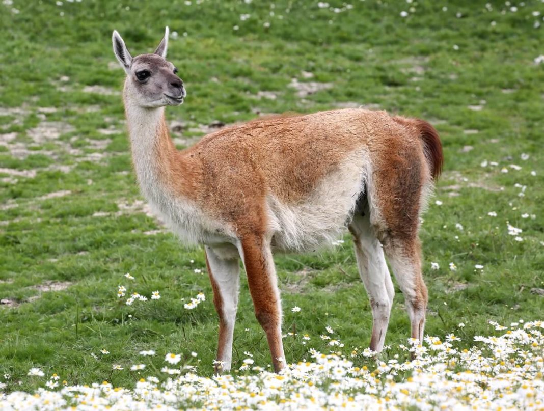 50 animales chilenos y sus características