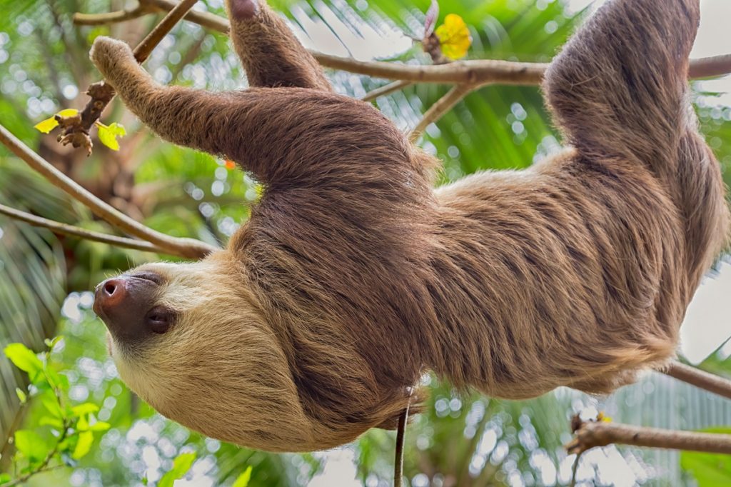 22 Animales de la Amazonía Ecuatoriana (Oriente)