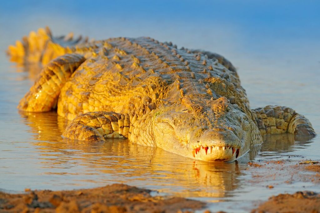 Los 15 Animales con Escamas Más Relevantes