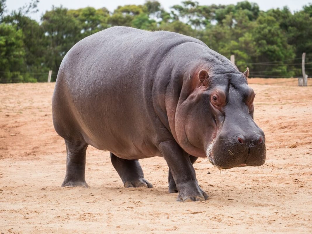 Lista de 19 animales que empiezan con H