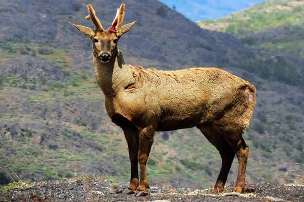 50 animales chilenos y sus características