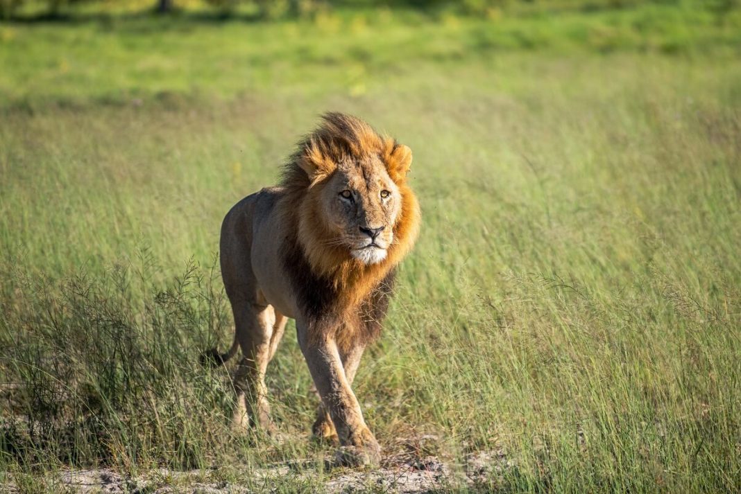 40 animales de África y sus características (comunes y raros)