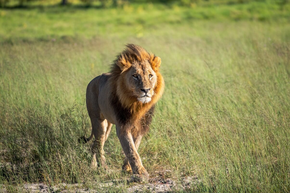 40 animales de África y sus características (comunes y raros) - Lifeder