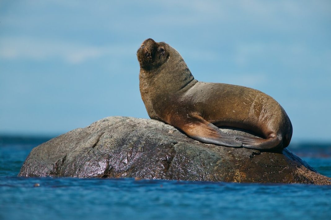 18 animales de la tundra y sus características