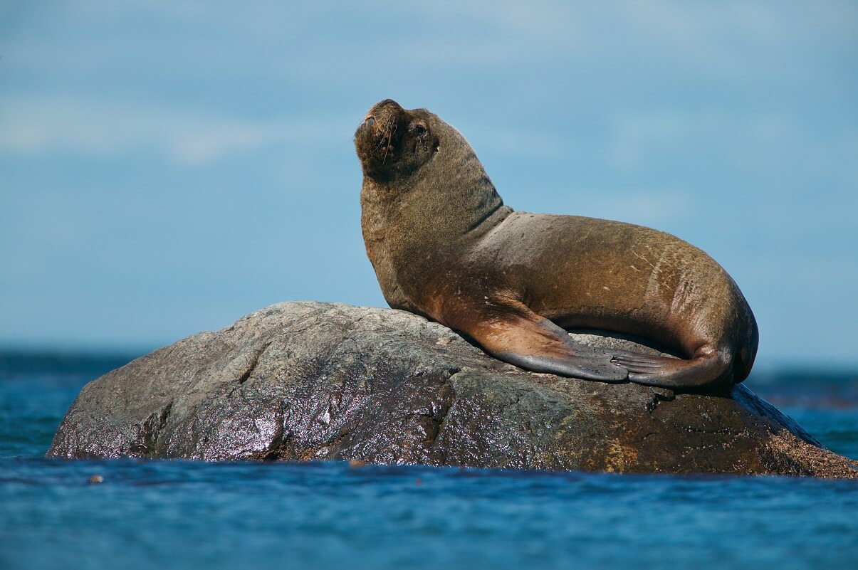 50 animales chilenos y sus características - Lifeder