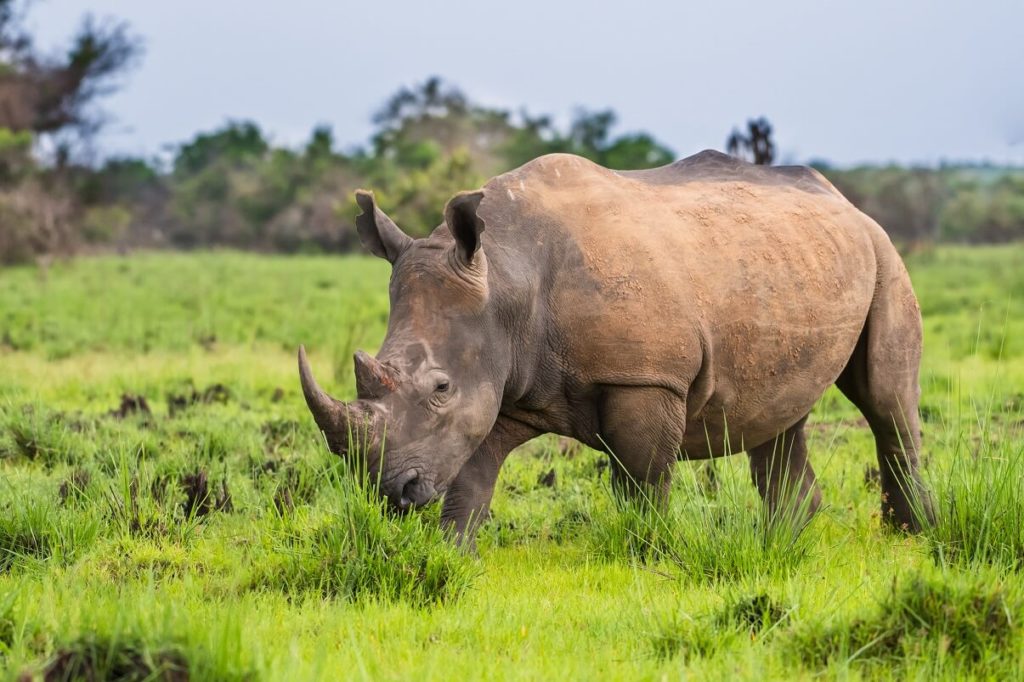 10 Animales De La Sabana : 10 Ejemplos de Cadena Alimentaria en la ...