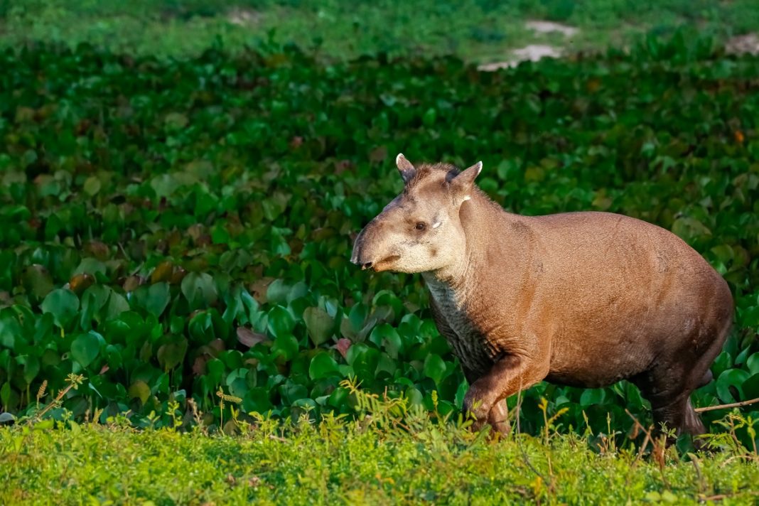 25 animales en peligro de extinción en Colombia