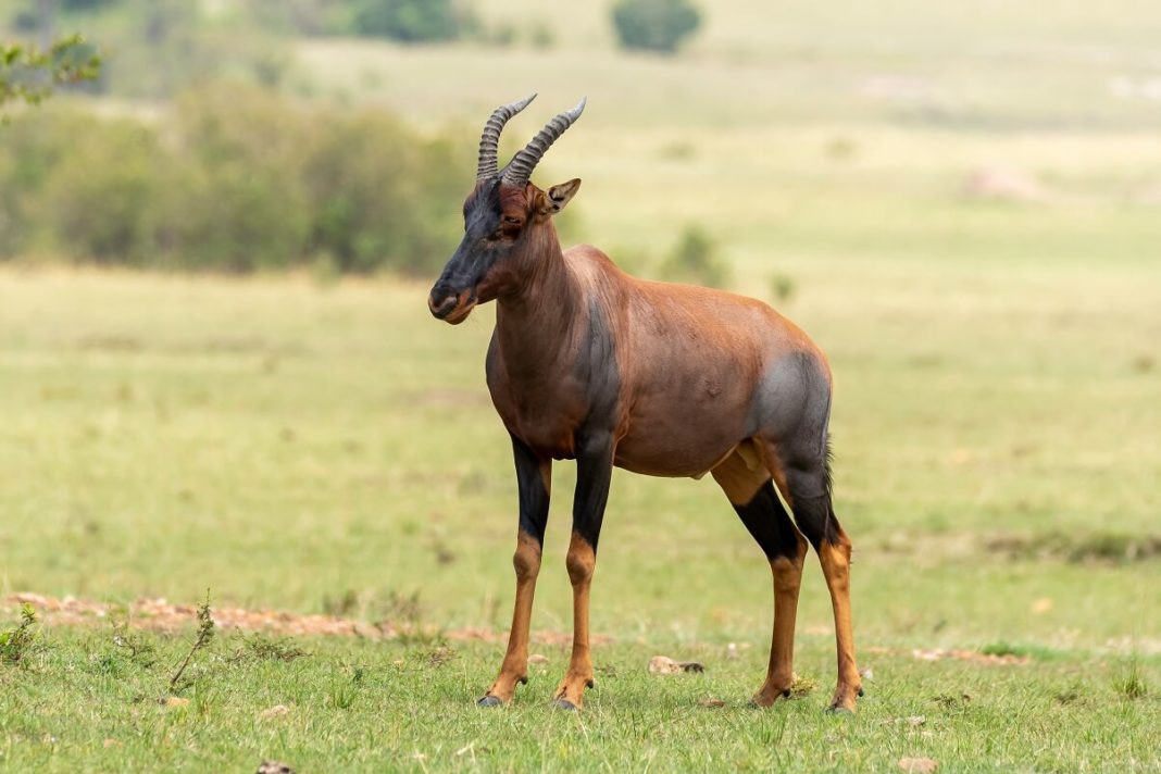 40 animales de África y sus características (comunes y raros) - Lifeder