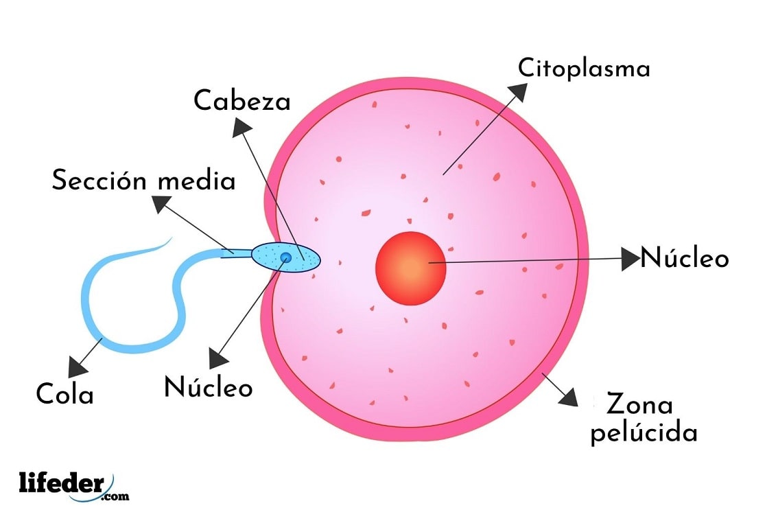 Aparato reproductor masculino: funciones, partes, enfermedades
