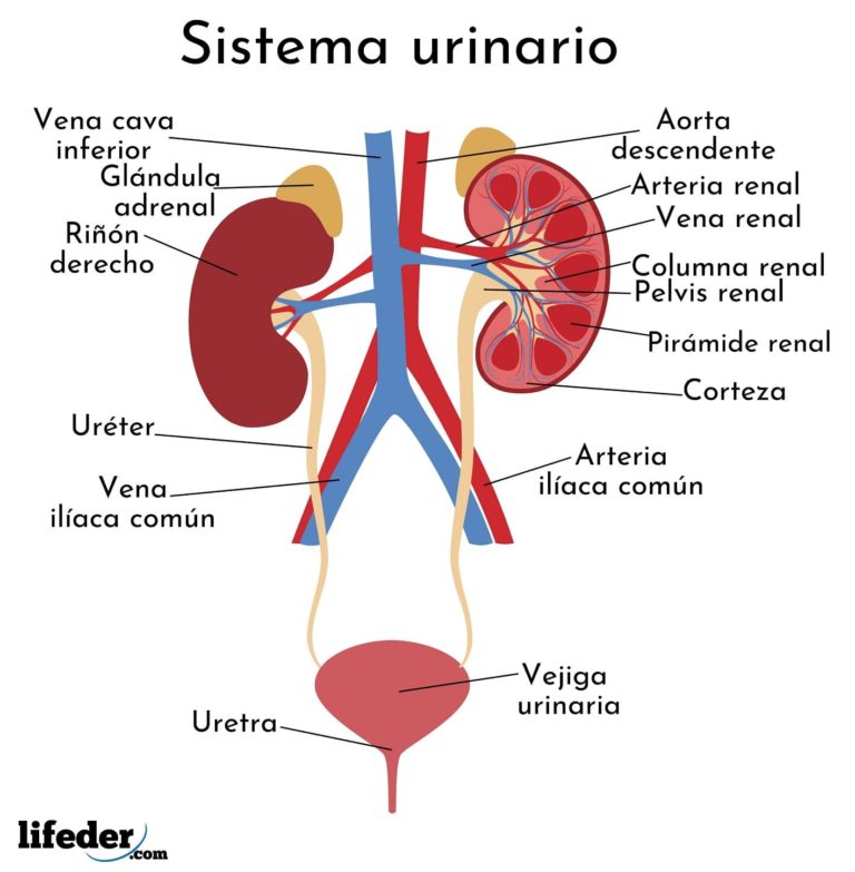 Sistema urinario: funciones, partes, funcionamiento