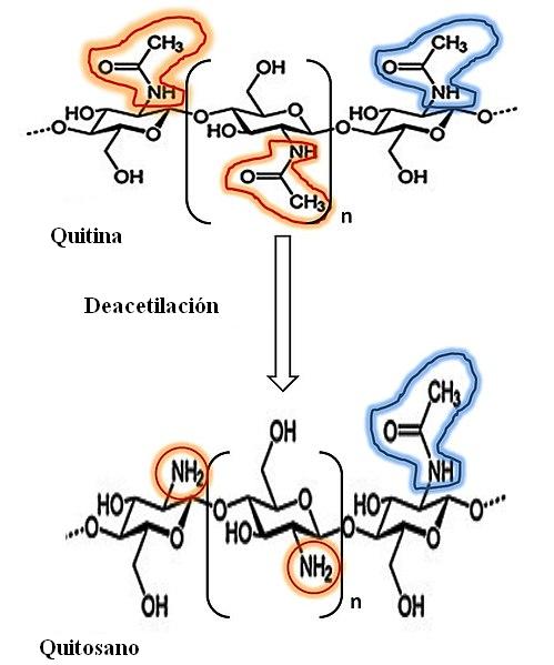 Quitosano: estructura, propiedades, usos, ventajas