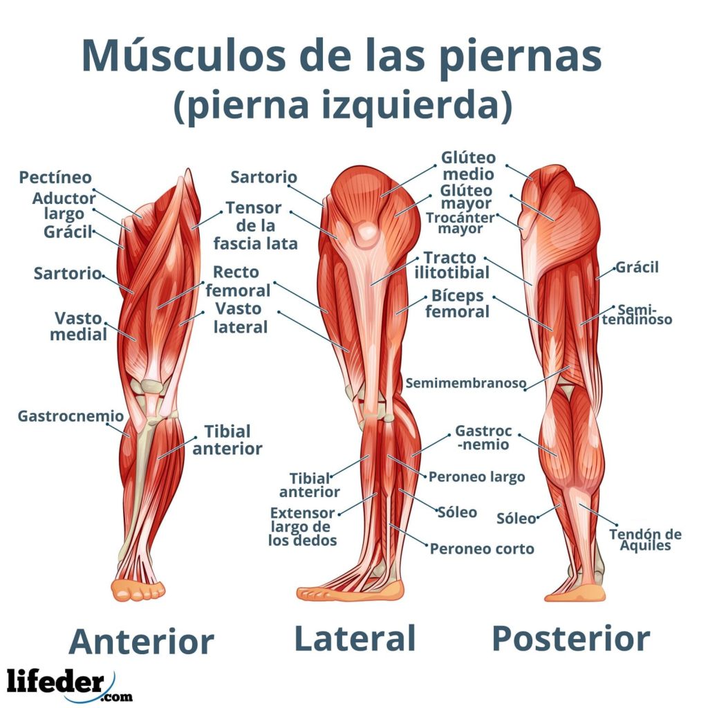 Músculos De La Pierna Descripción Y Funciones Imágenes