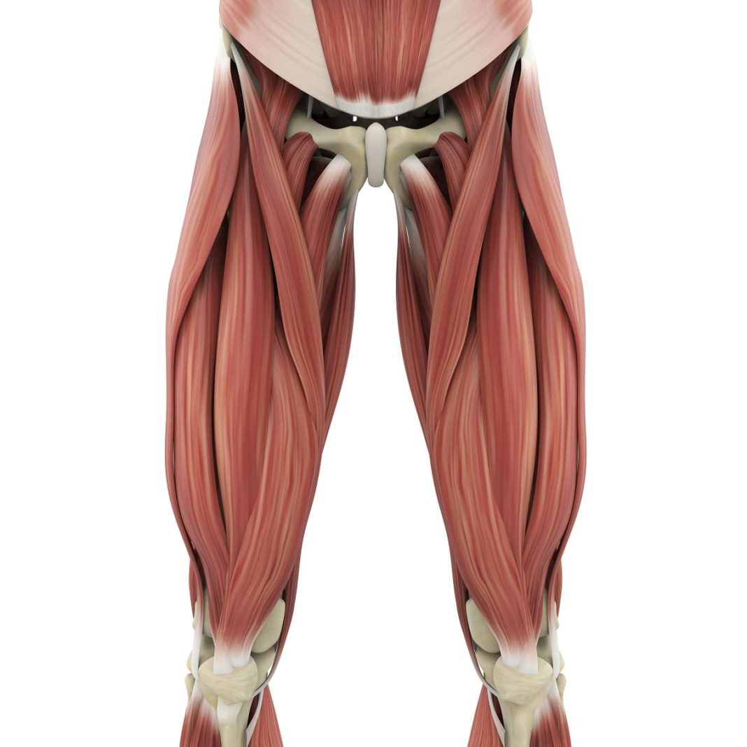 Muscles Of The Posterior Thigh Entrenamiento Piernas