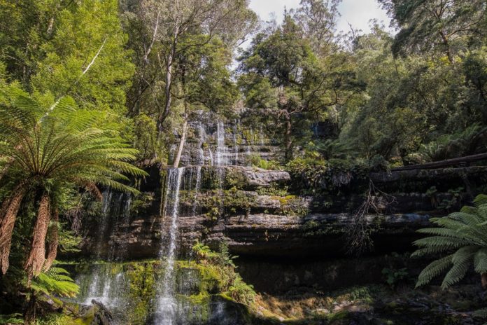 Bosque húmedo: características, clima, ubicación, flora, fauna