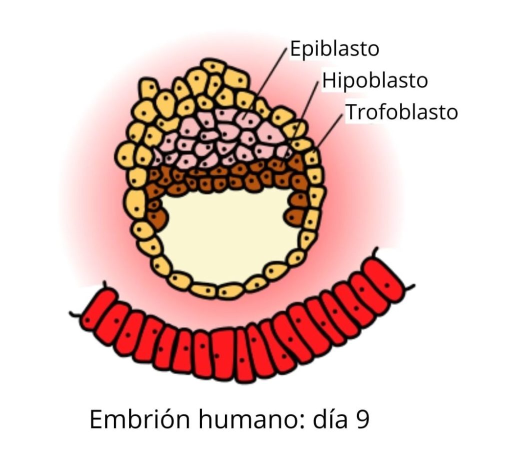 Epiblasto Ectodermo Terceira Semana Do Desenvolvimento Embrionário